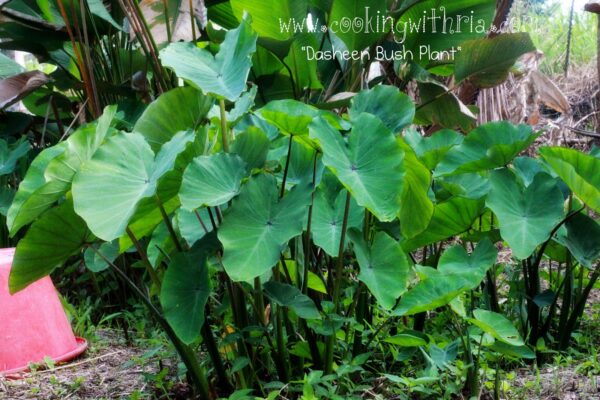 Breadfruit Oil Down